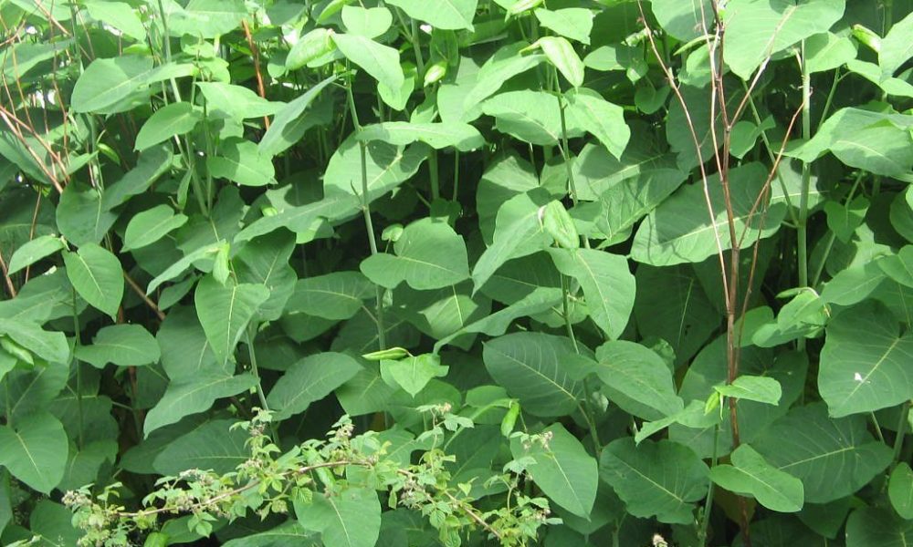 AI Models to Help Identify Invasive Species of Plants Across the UK ...