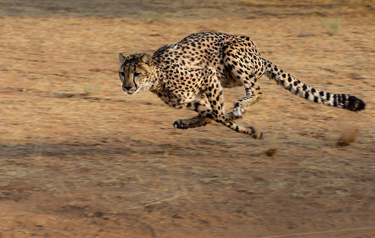New Model Explores High-Speed Movement in Cheetahs, Bringing Us Closer ...